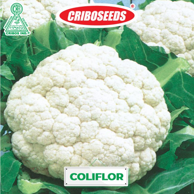 Coliflor Snow Ball – Cribos Industrias