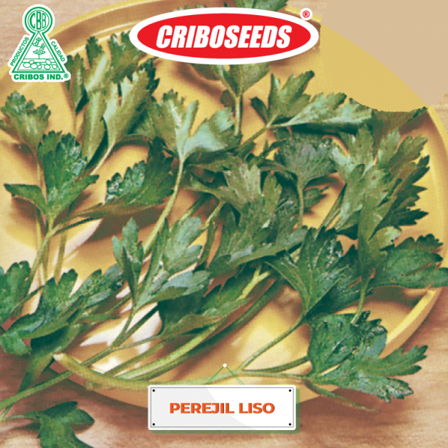 Perejil Liso – Cribos Industrias